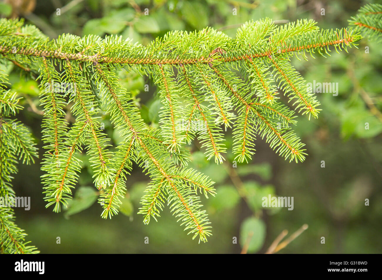 Fir christmas tree pine hi-res stock photography and images - Alamy