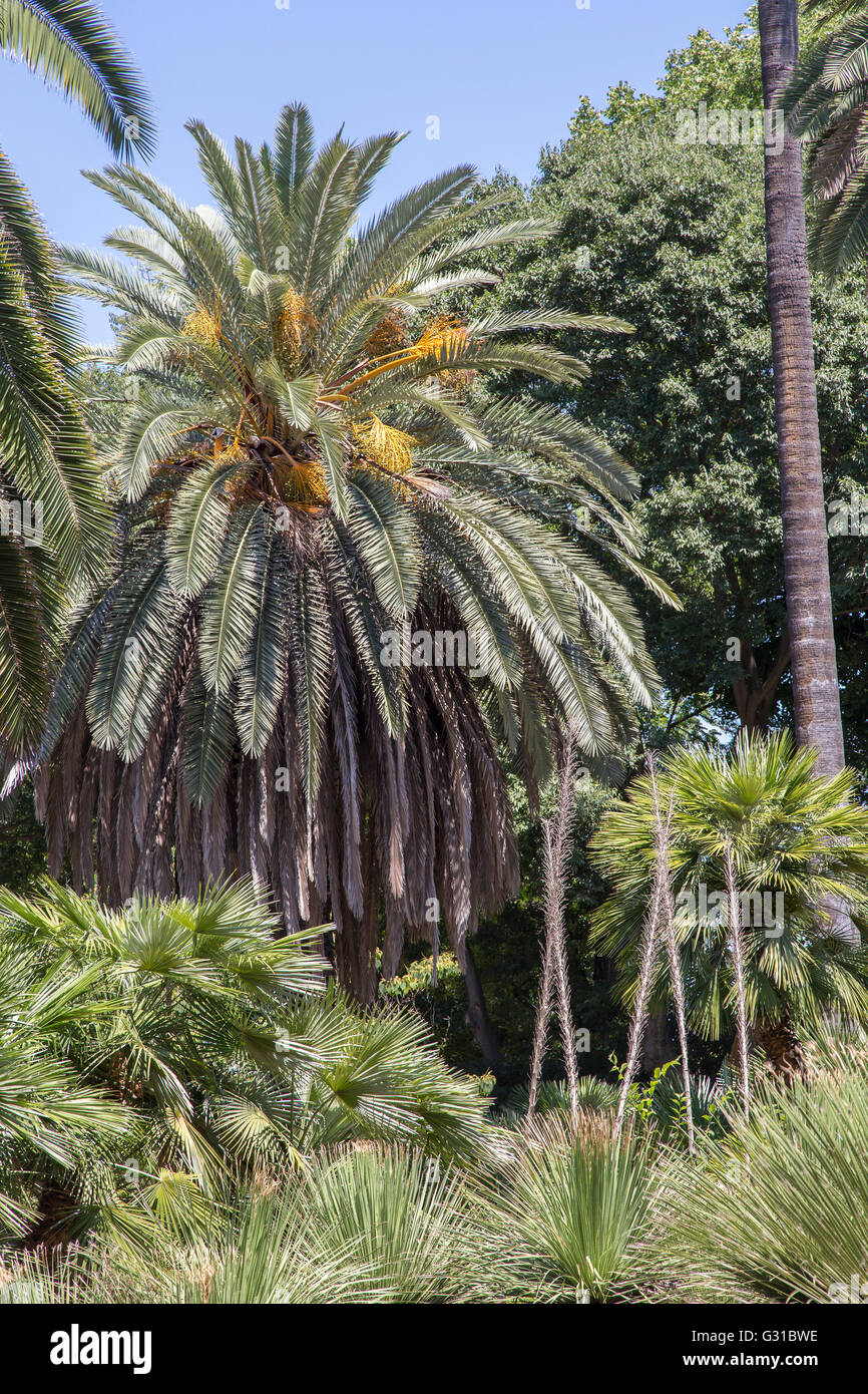 Tree thick trunk in tropical hi-res stock photography and images - Alamy