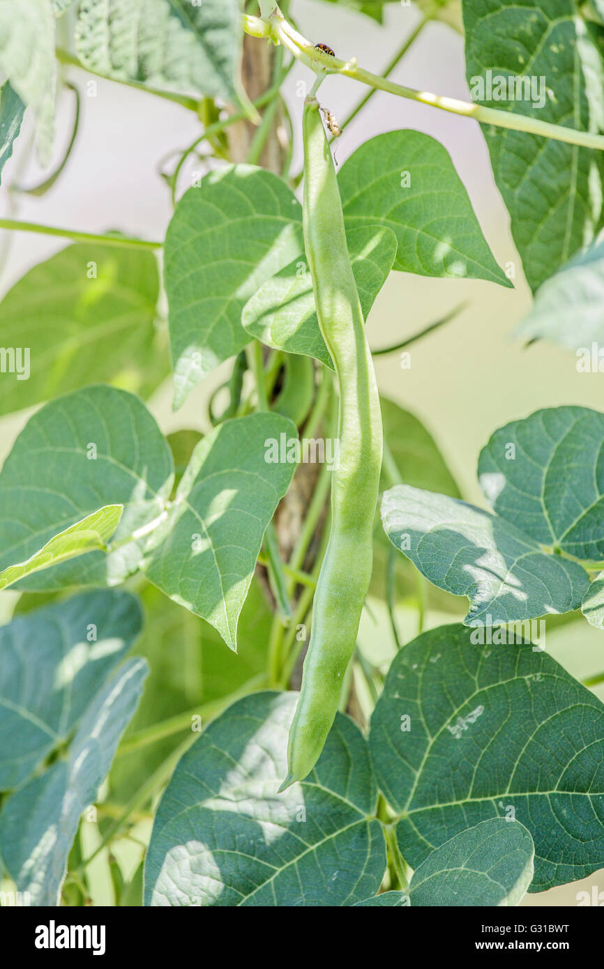 A pod of a flat-podded variety of the common bean still growing on the ...