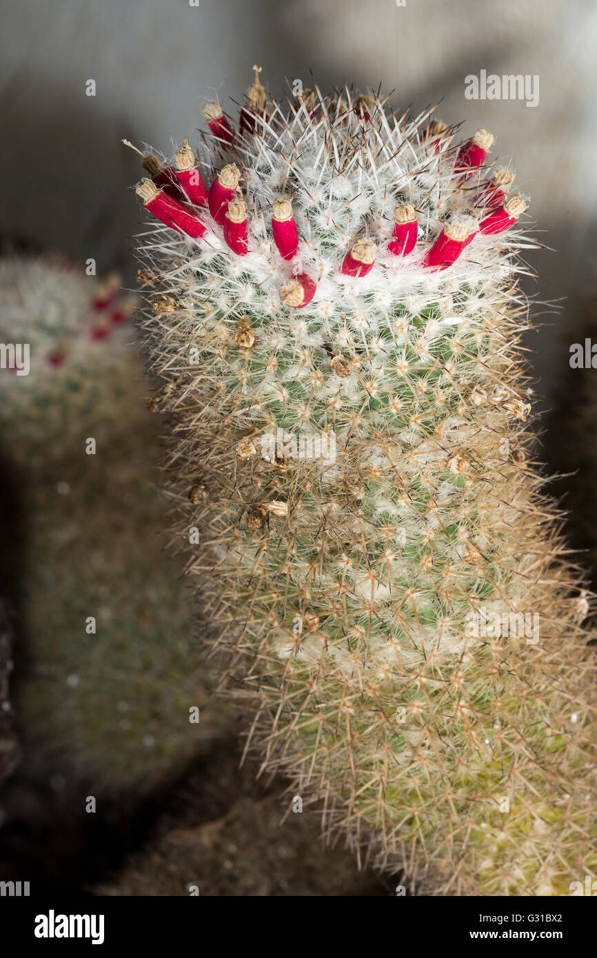 A spiny cactus blossoming with tiny red flowers Stock Photo - Alamy