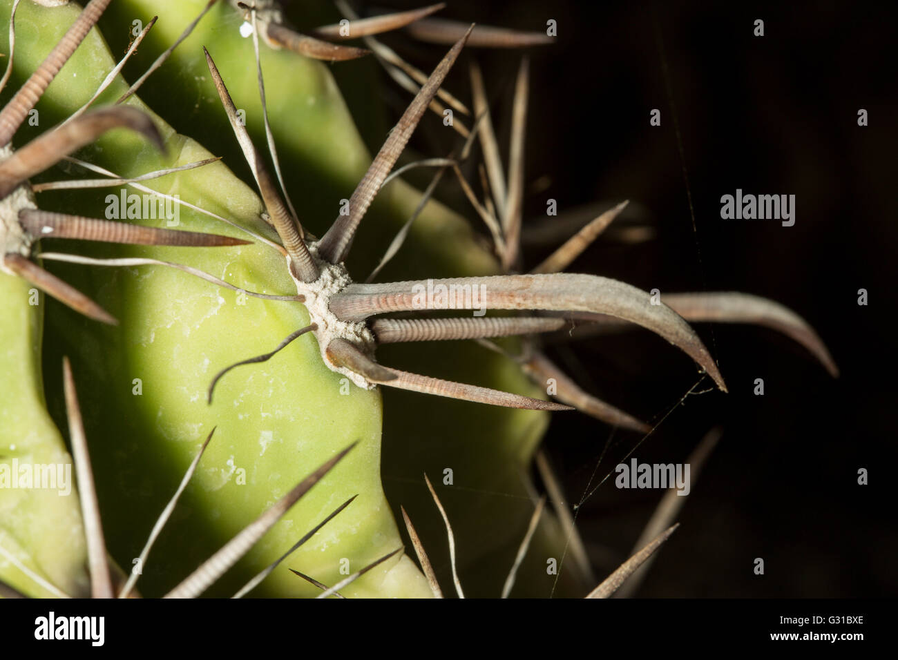 Long spikes cactus hi-res stock photography and images - Alamy