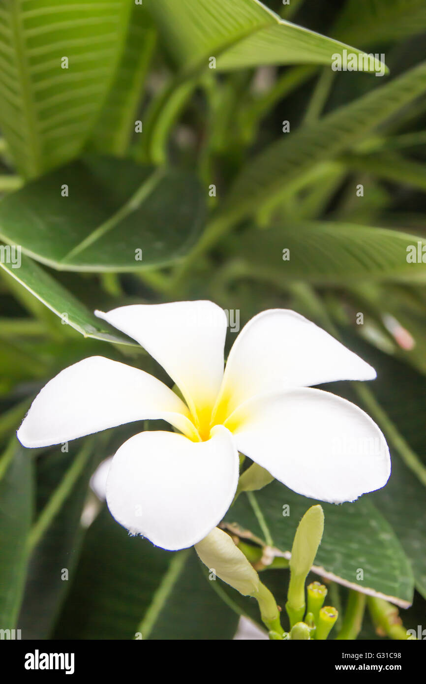 Plumeria white color hi-res stock photography and images - Alamy