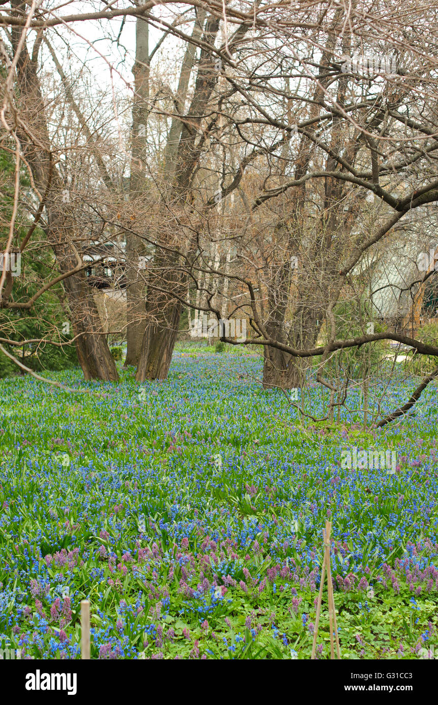 Flower bed in the forest between trees Stock Photo - Alamy