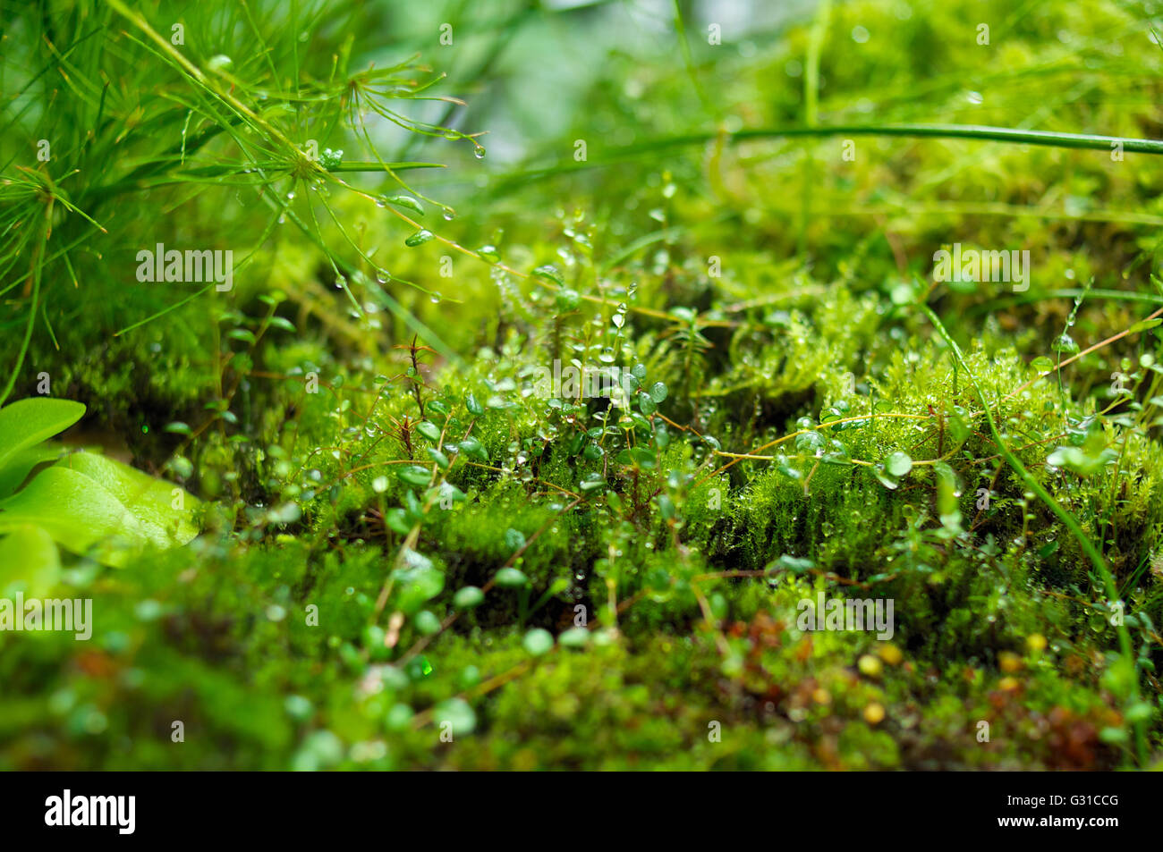 Small pond with moss and plants designed Stock Photo - Alamy