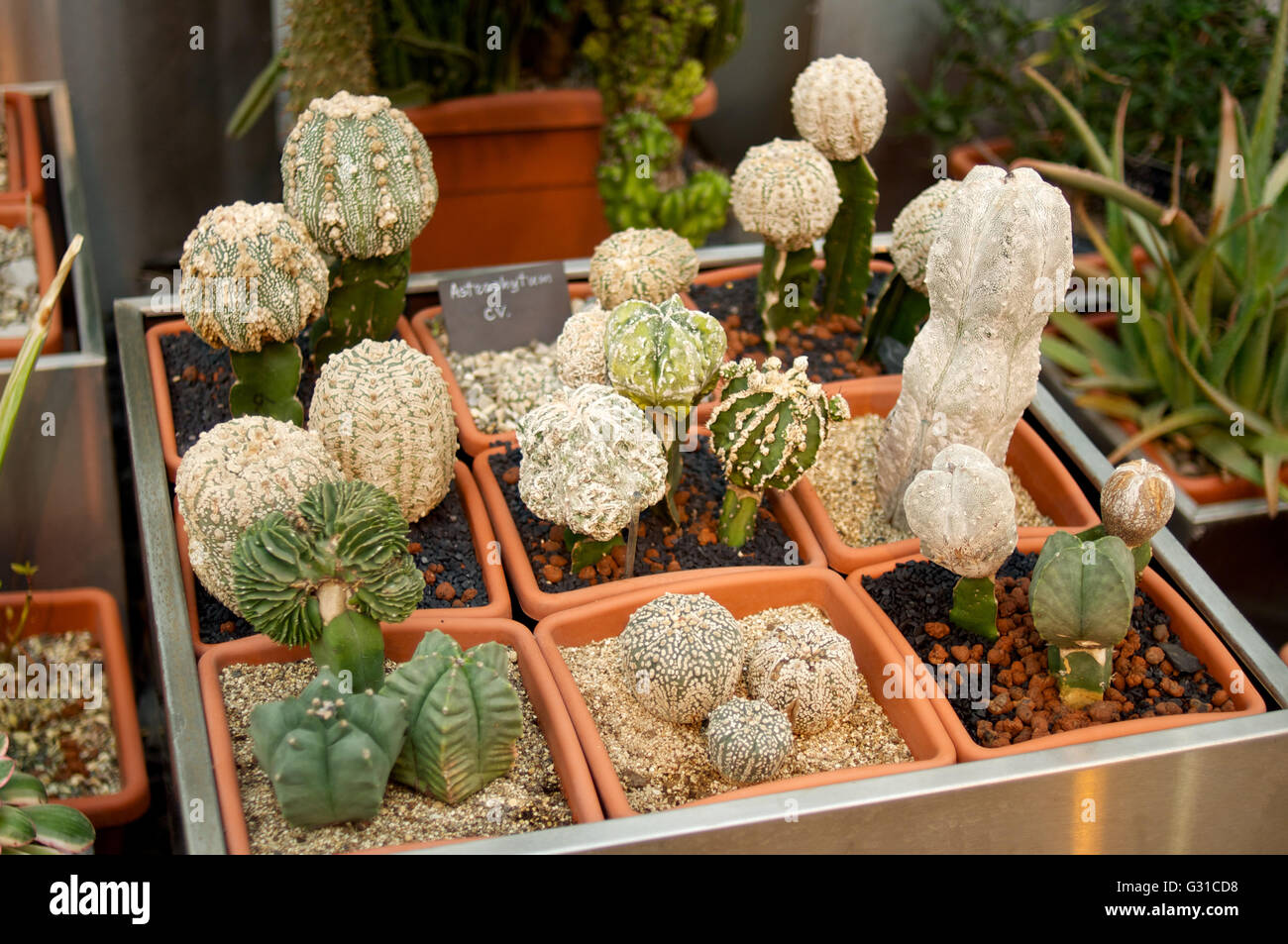 Row of small cacti in a big variety Stock Photo - Alamy