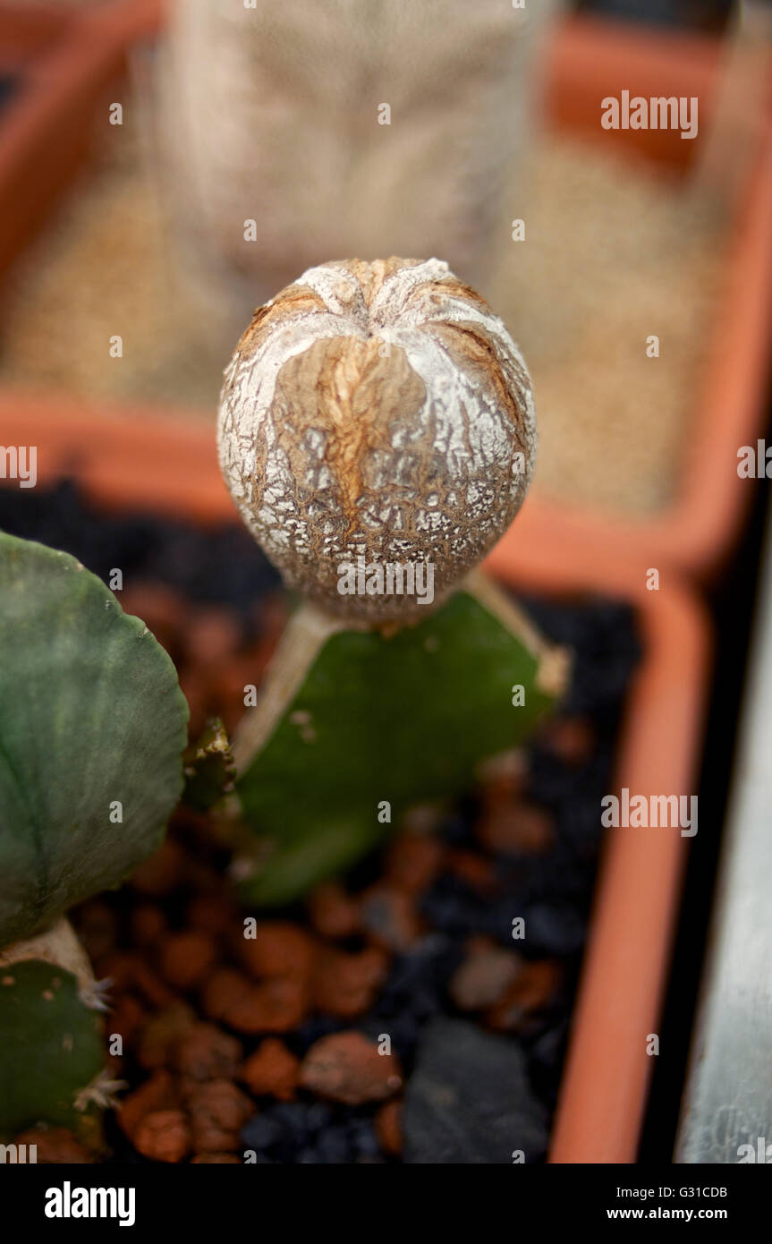Green cactus echinocactus grusoni hi-res stock photography and images ...