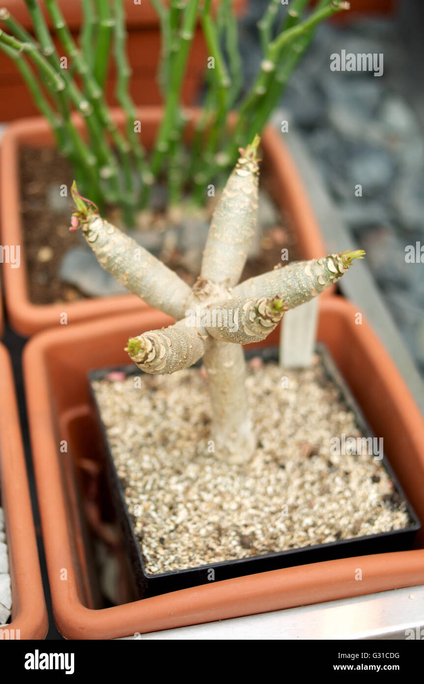 Funny looking grey cactus close up Stock Photo - Alamy