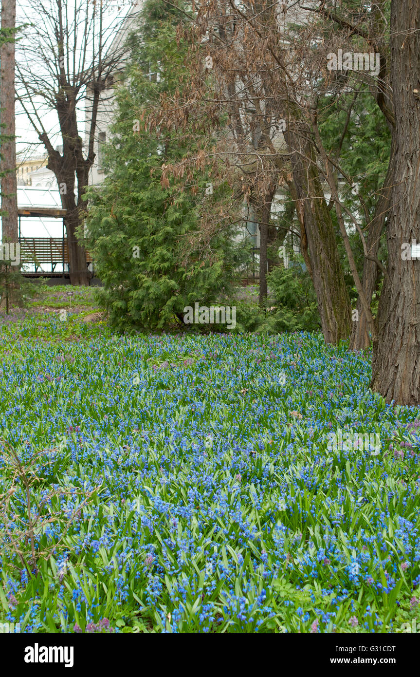 Flower bed in the forest between trees Stock Photo - Alamy