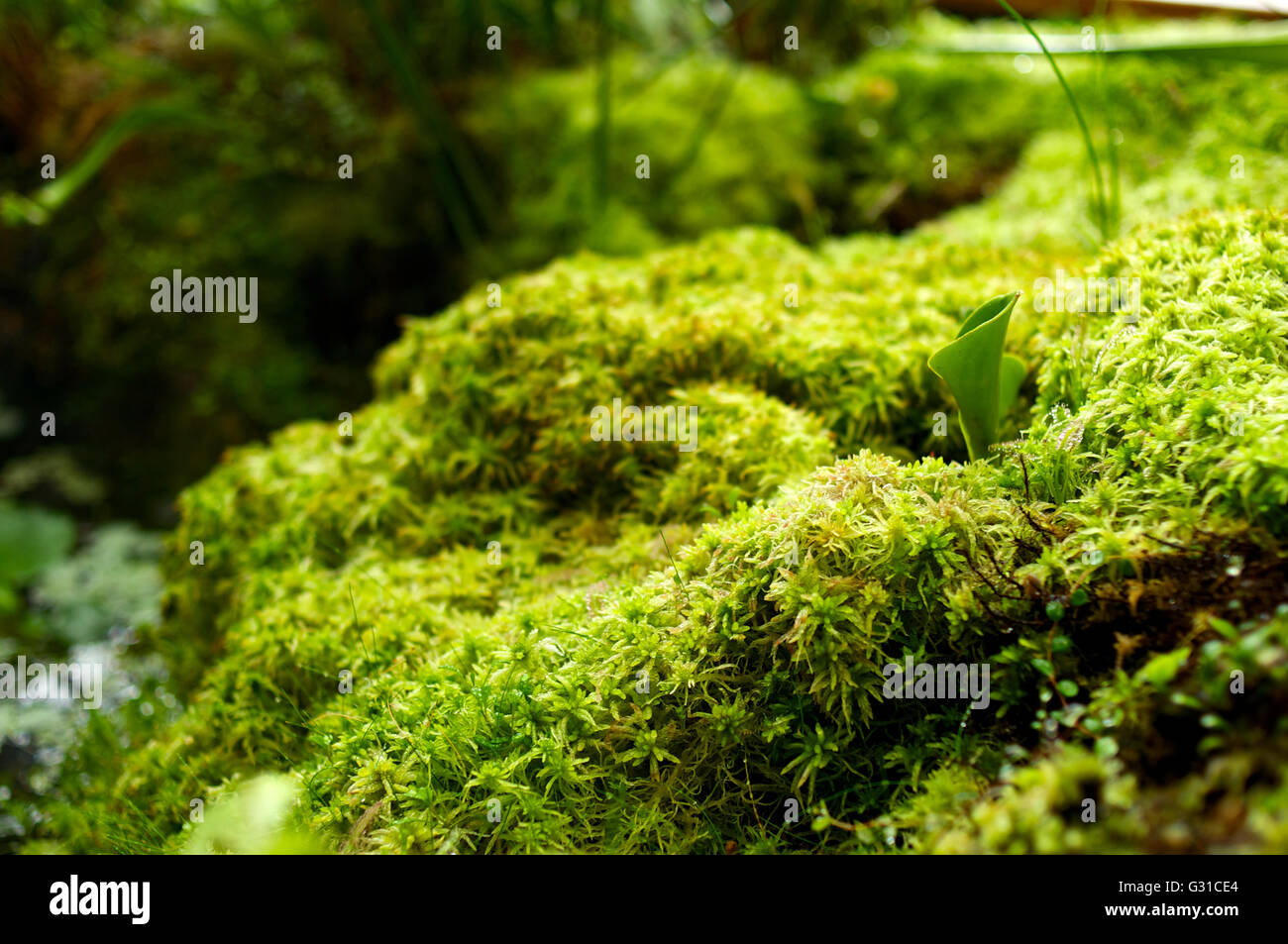 Small pond with moss and plants designed Stock Photo - Alamy