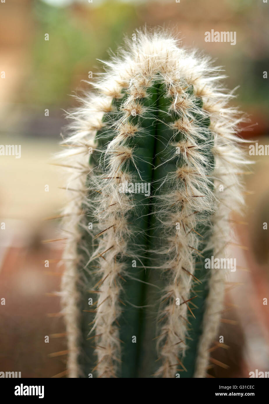 White hairy cactus hi-res stock photography and images - Alamy