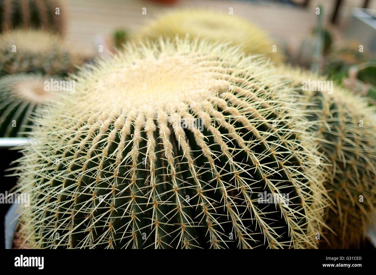 Big round cactus hi-res stock photography and images - Alamy