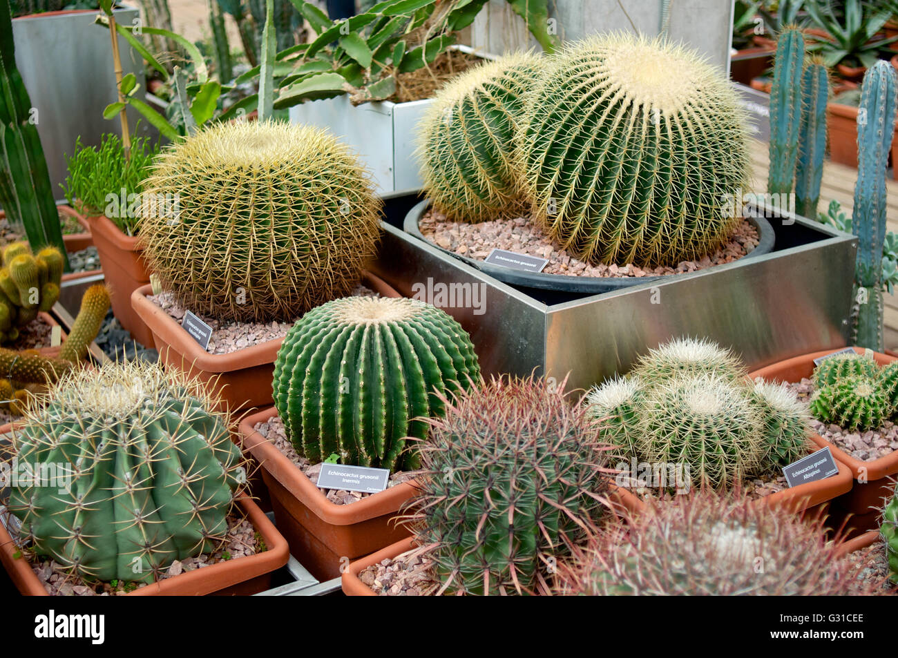 Different various round big cacti in pots Stock Photo - Alamy