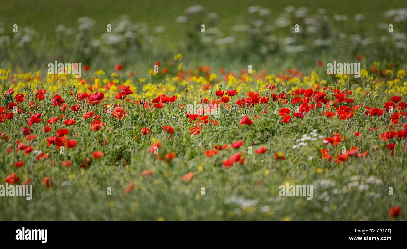 poppy field close group of poppies mixed wild flowers and crops Stock ...