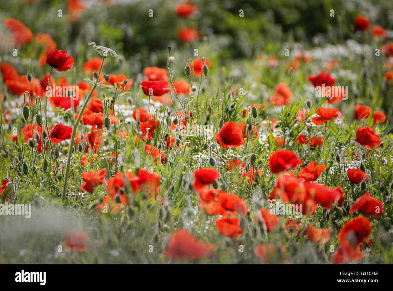 poppy field close group of poppies and poppy buds mixed with wild ...