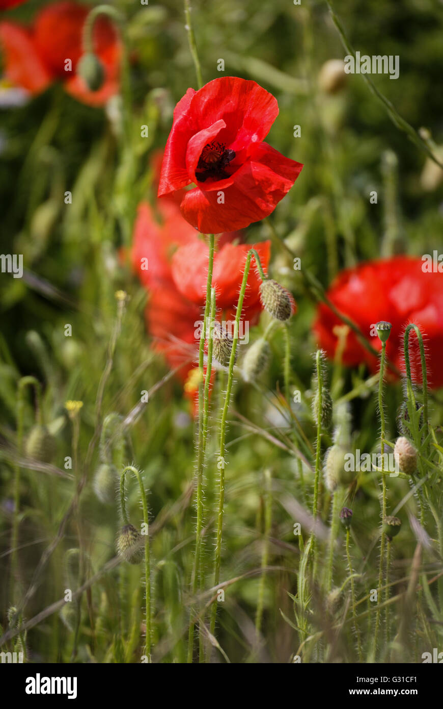 poppy field close group of poppies Stock Photo - Alamy