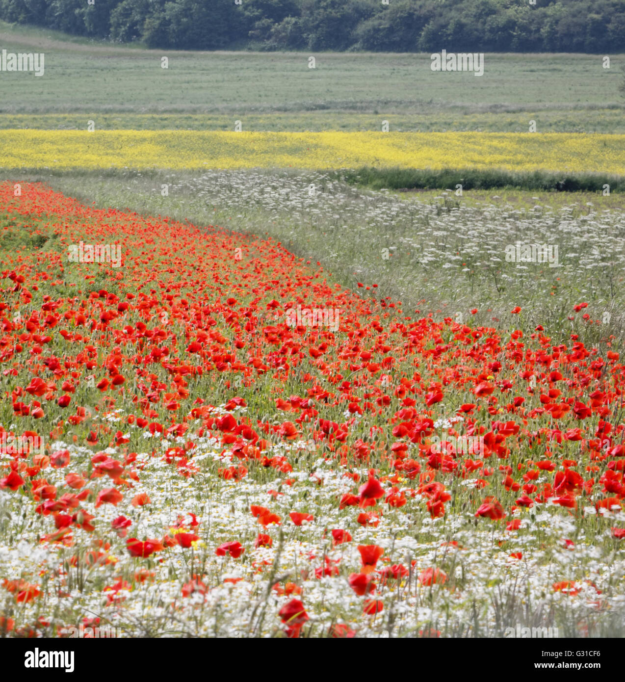 fields of poppies, wildflowers, hedge parsley,crops and woods. British ...
