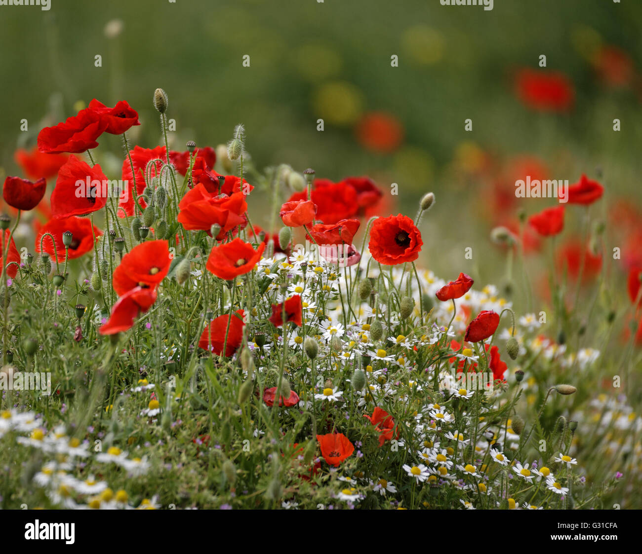 poppy field close group of poppies mixed with wild daisies Stock Photo ...
