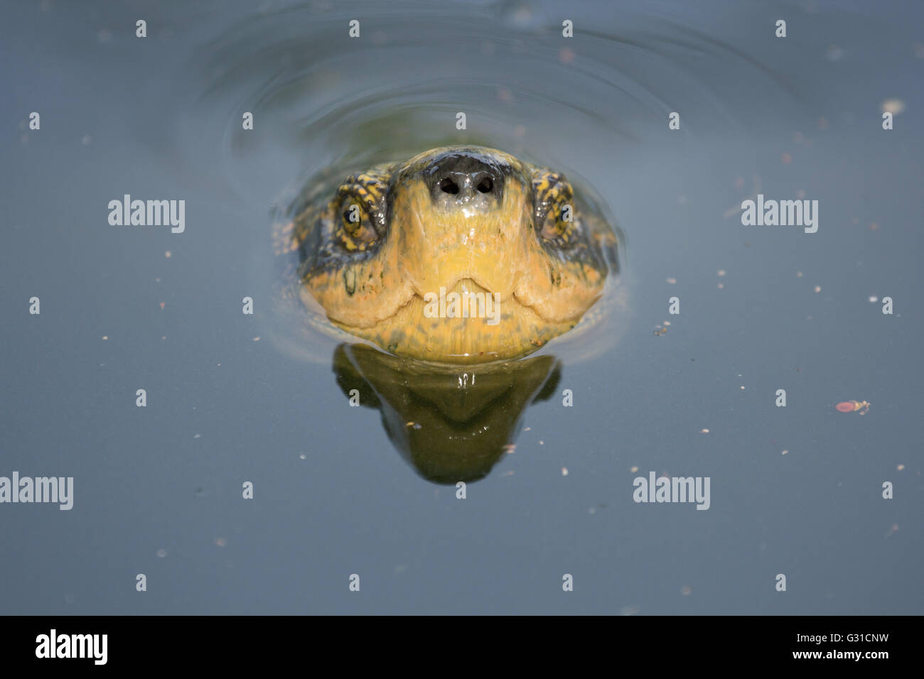 Head Turtle on surface water during swimming Stock Photo - Alamy