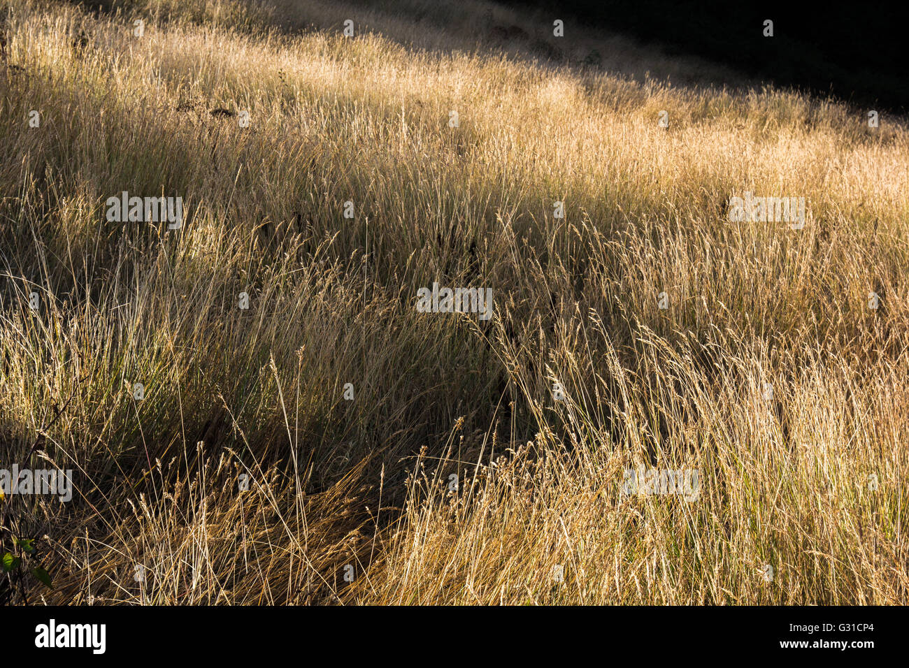 yellow grass field nature background Stock Photo - Alamy