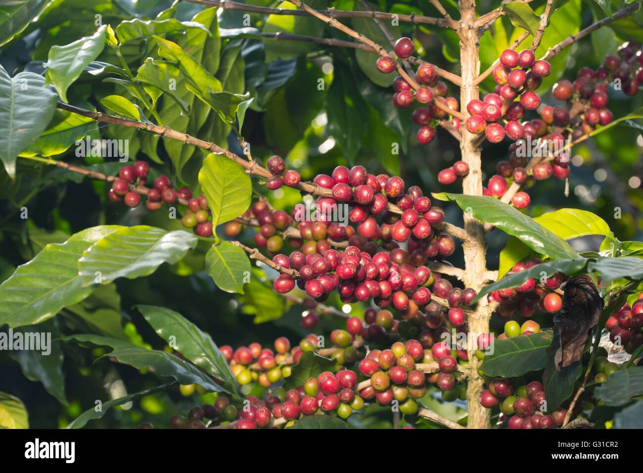 Coffee bean tree hi-res stock photography and images - Alamy