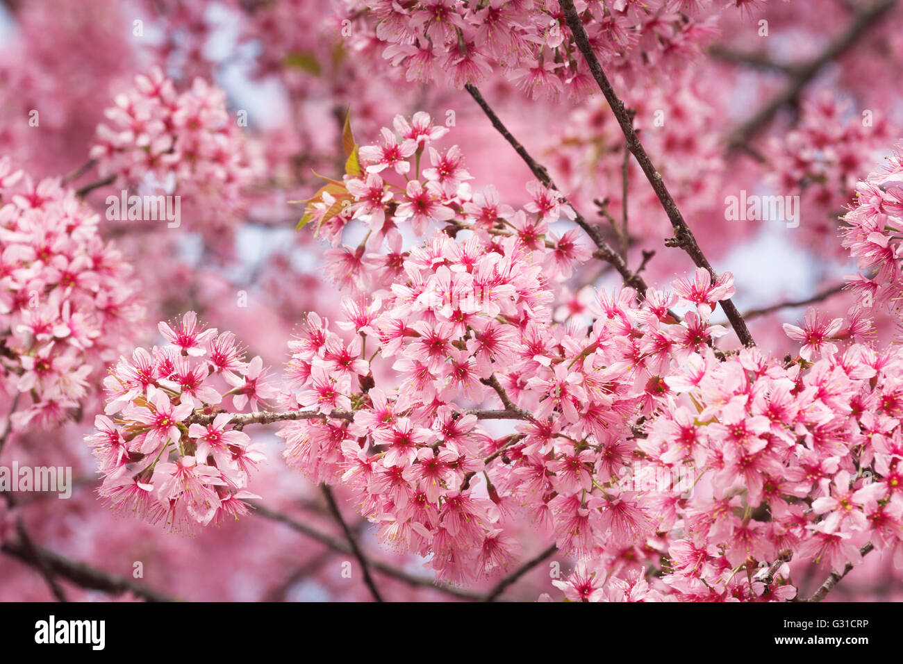 Beautiful pink Sakura flower blooming background Stock Photo - Alamy