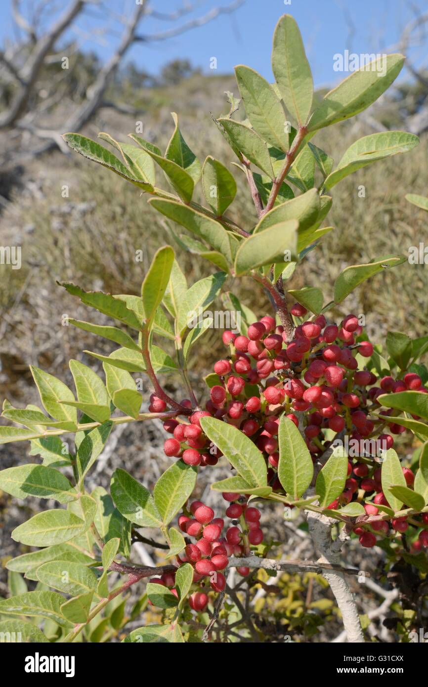 Mastic tree hi-res stock photography and images - Alamy
