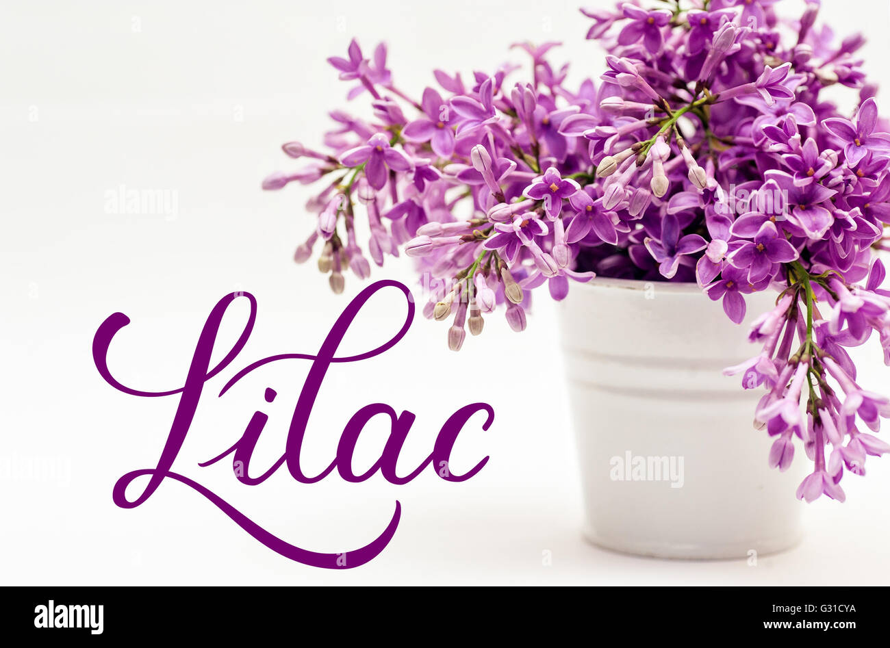 bucket and flowers on a white background word lilac Stock Photo - Alamy