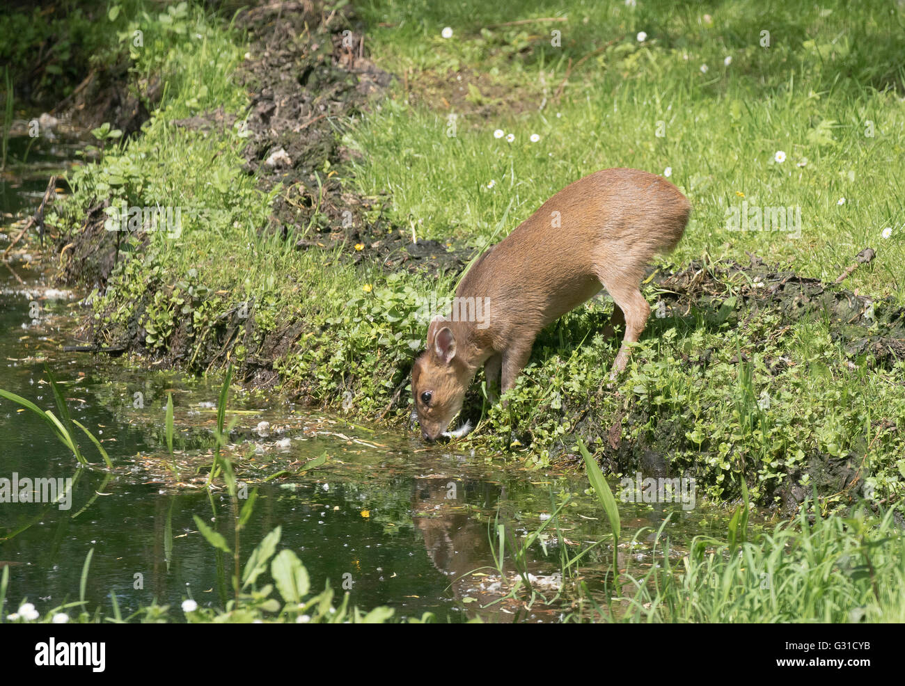 Baby Muntjac drinking at poolside in woodland glade Stock Photo - Alamy