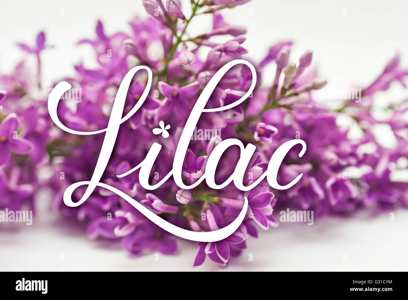 Beautiful spring flowers on a white background and word lilac Stock ...