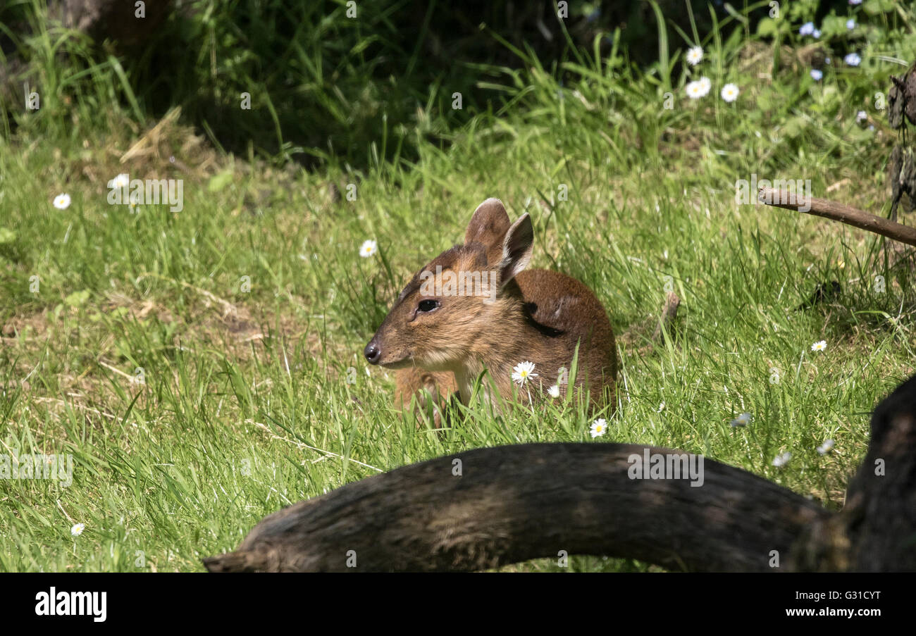 Baby Muntjac also called Barking Deer resting in sunshine in woodland ...