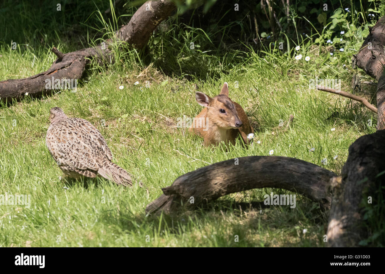 Baby muntjac called barking deer hi-res stock photography and images ...