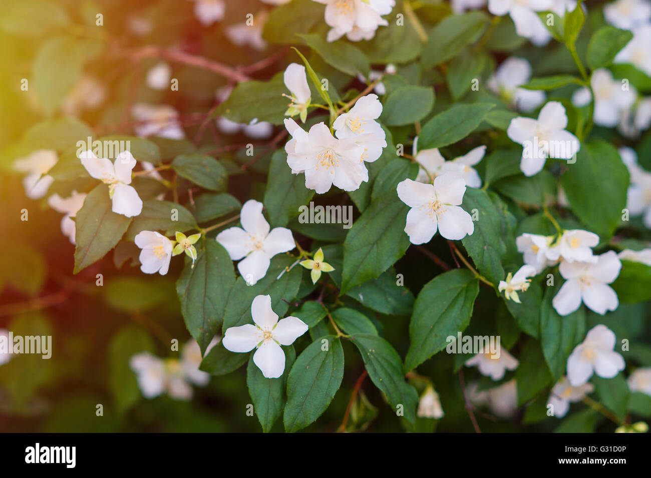 Jasmine tree hi-res stock photography and images - Alamy
