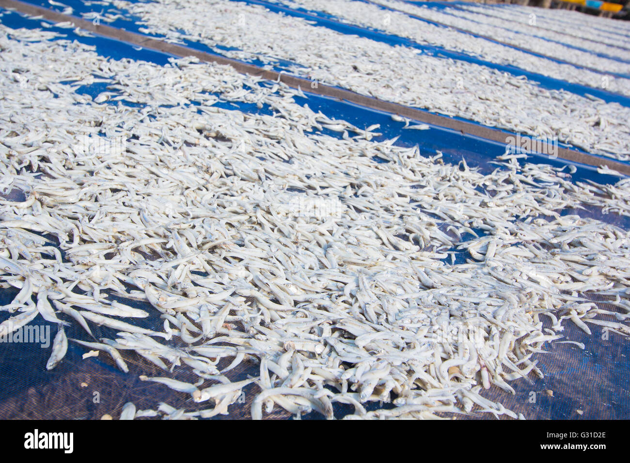 Small salted fish dried under the sun in Chanthaburi province, Thailand ...