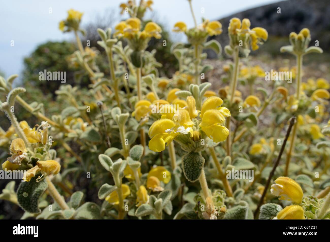 Dwarf Jerusalem Sage High Resolution Stock Photography and Images - Alamy