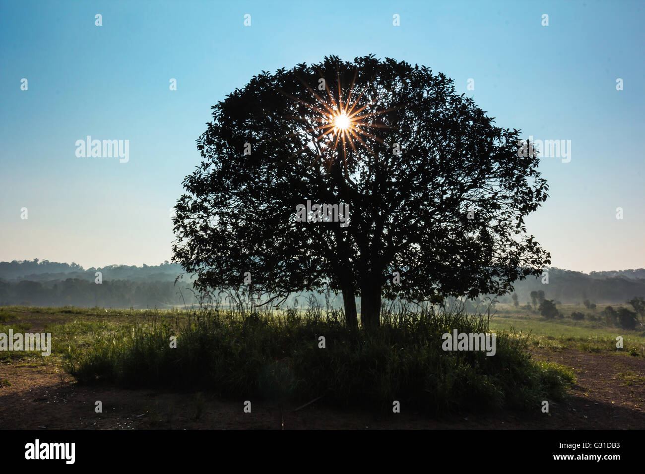 Tree sunburst snow landscape hi-res stock photography and images - Alamy