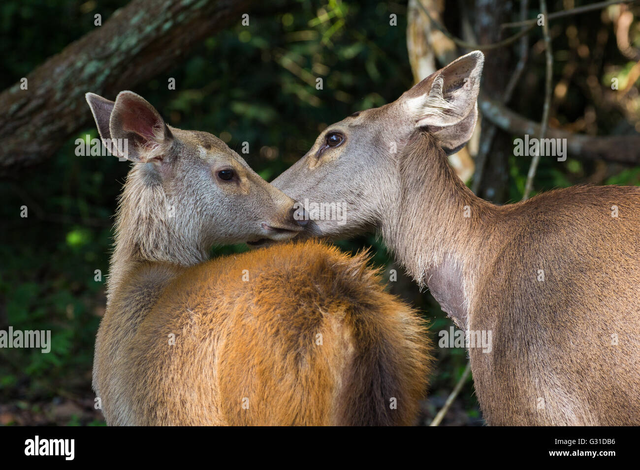 Female deer smell and lick other deer, national park ,Thailand Stock ...