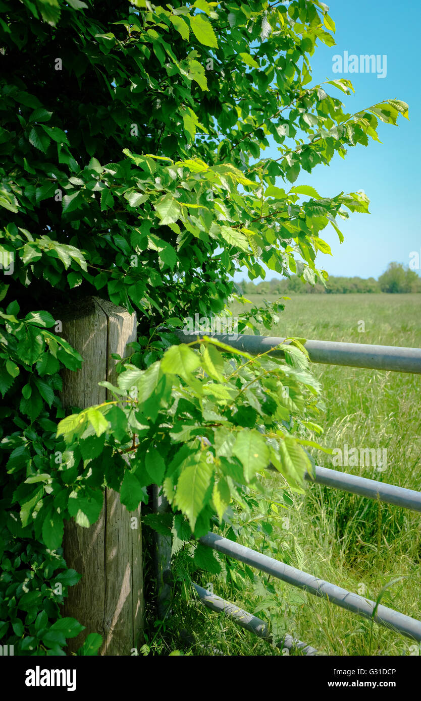 Wooden, agricultural gate post as seen in a farmers meadow in early ...