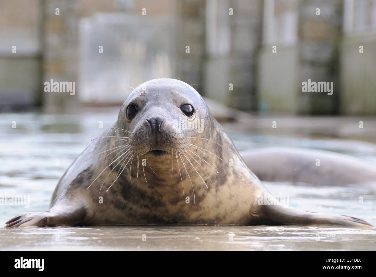 Seal pools hi-res stock photography and images - Alamy