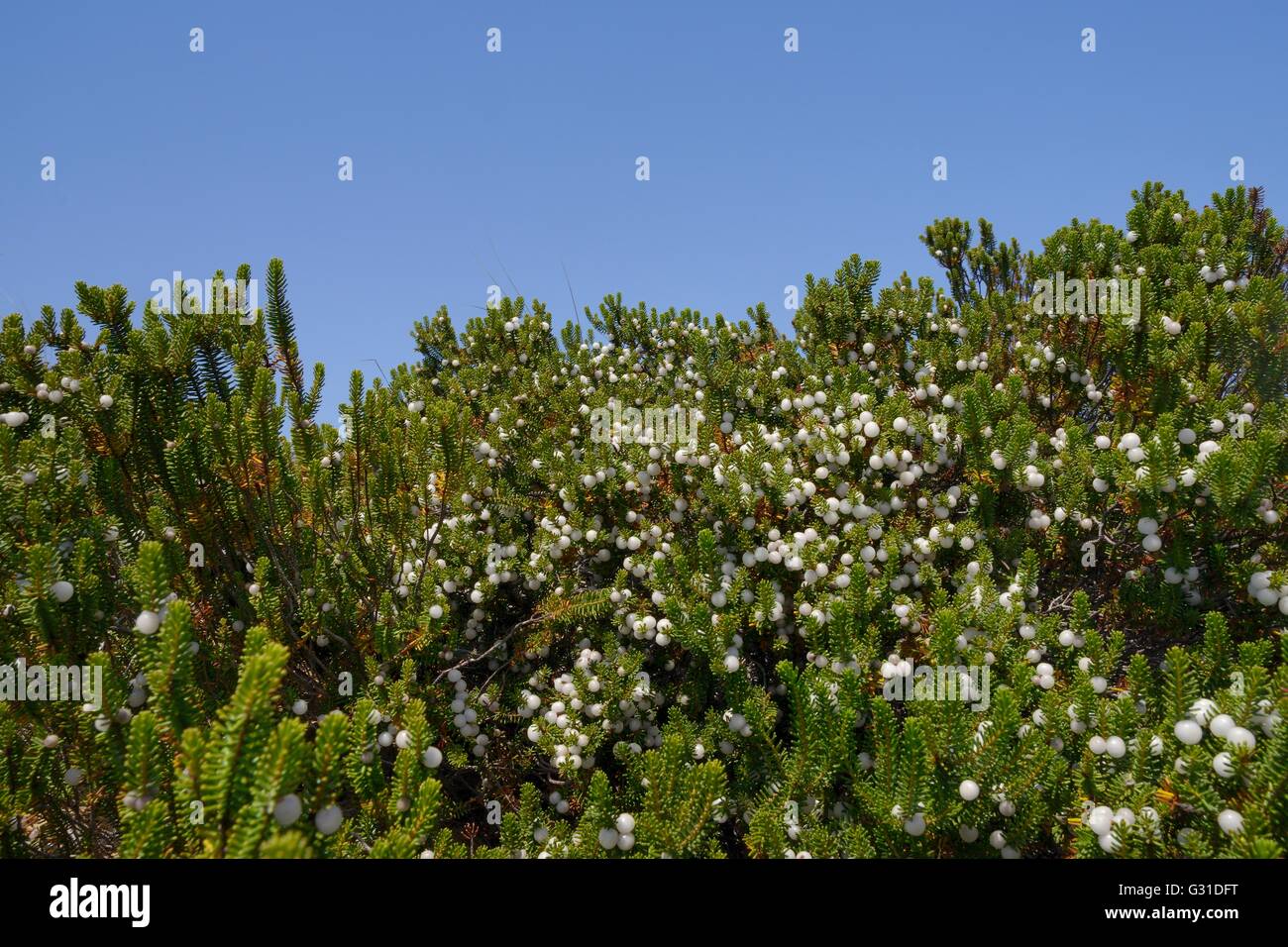 Portuguese Crowberry (Corema album) bushes with edible white drupes ...