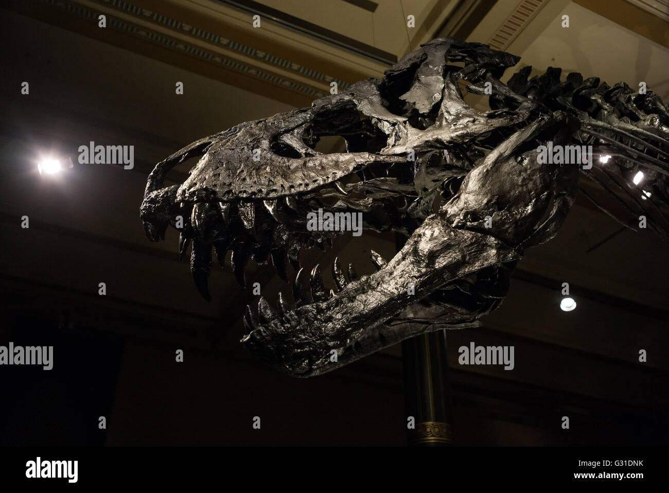 Berlin, Germany, the original skeleton of Tyrannosaurus rex at the ...