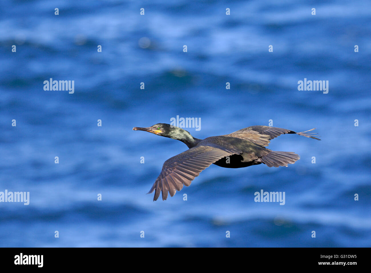 Shag in flight hi-res stock photography and images - Alamy
