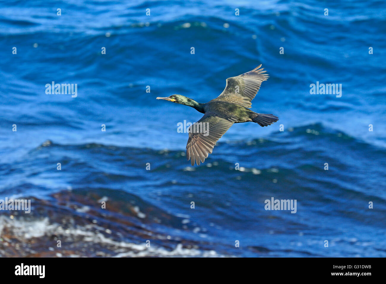 Adult European Shag in flight over the sea Stock Photo - Alamy