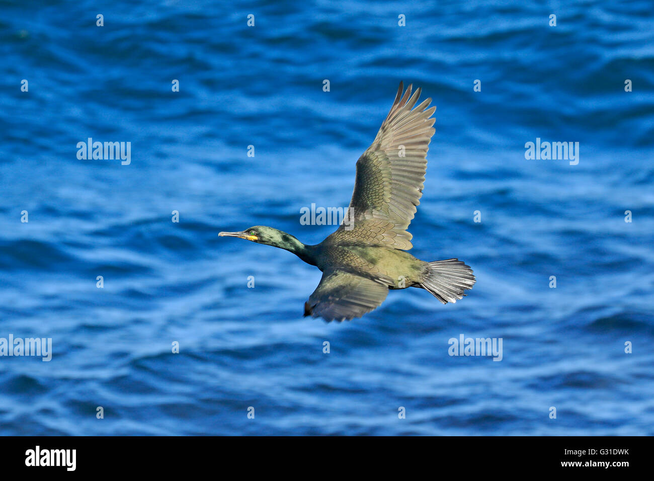 Shag in flight hi-res stock photography and images - Alamy