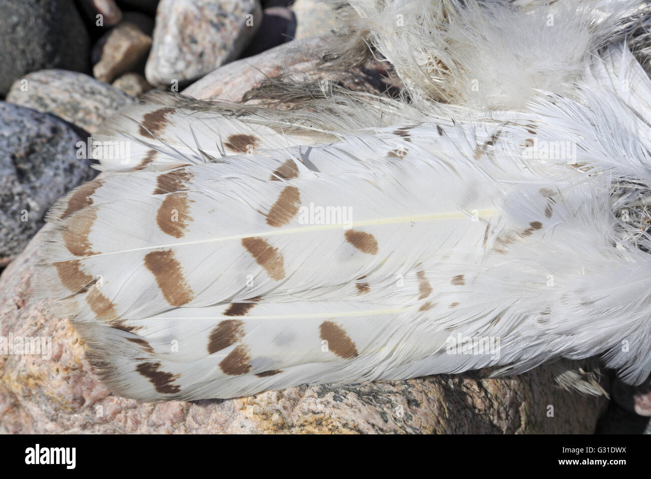 Tail Feathers of dead Snowy Owl on Mangersta Beach Isle of Lewis Stock ...