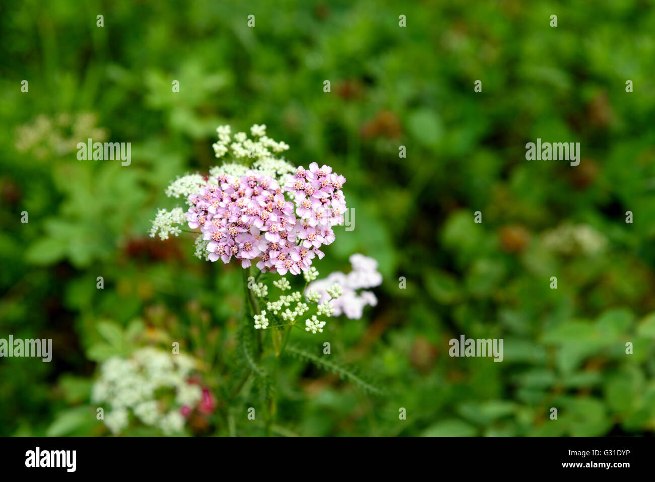 Pink Achillea millefolium flower on green background. Selective focus ...