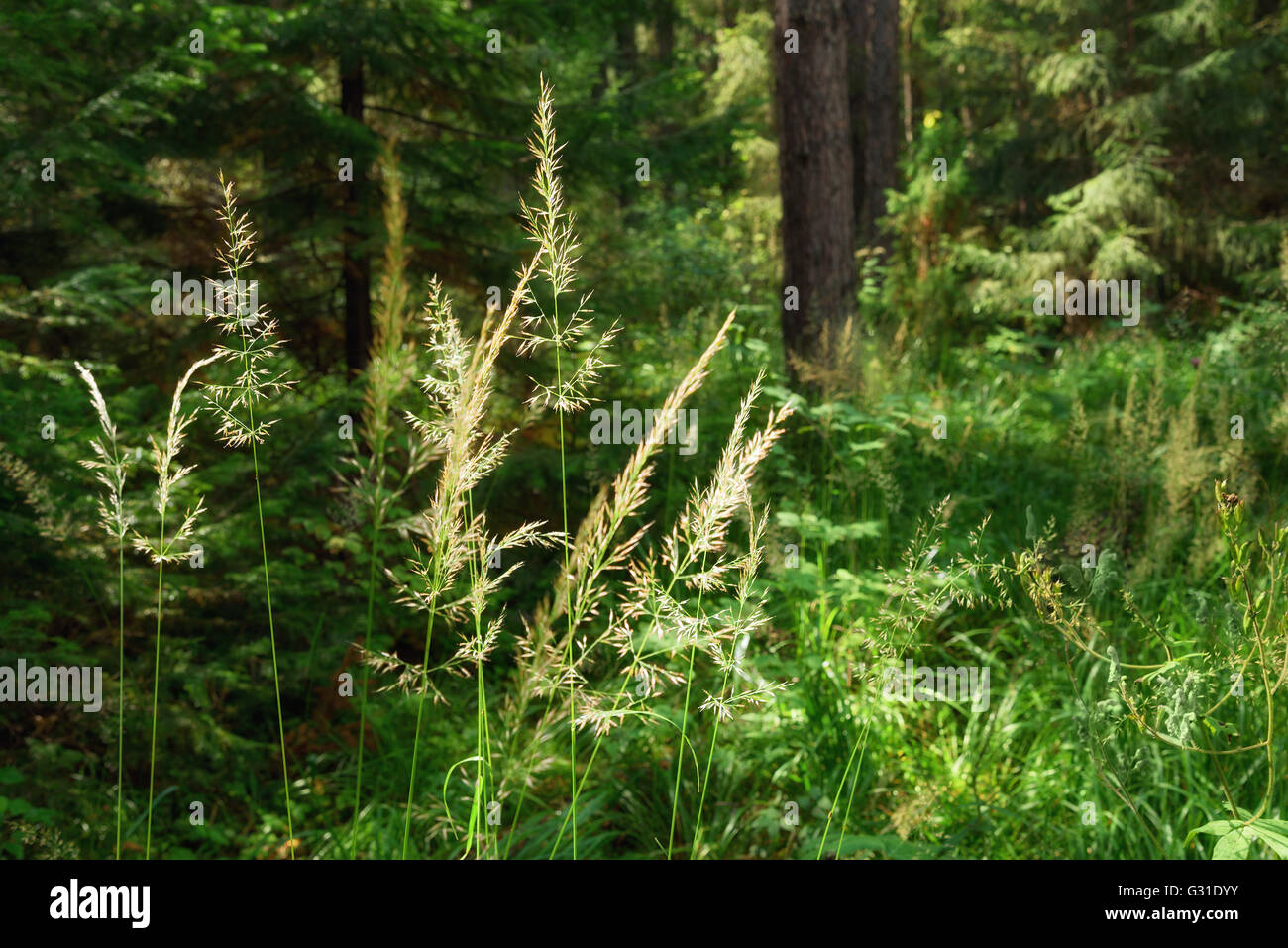 Inflorescence of grass hi-res stock photography and images - Alamy