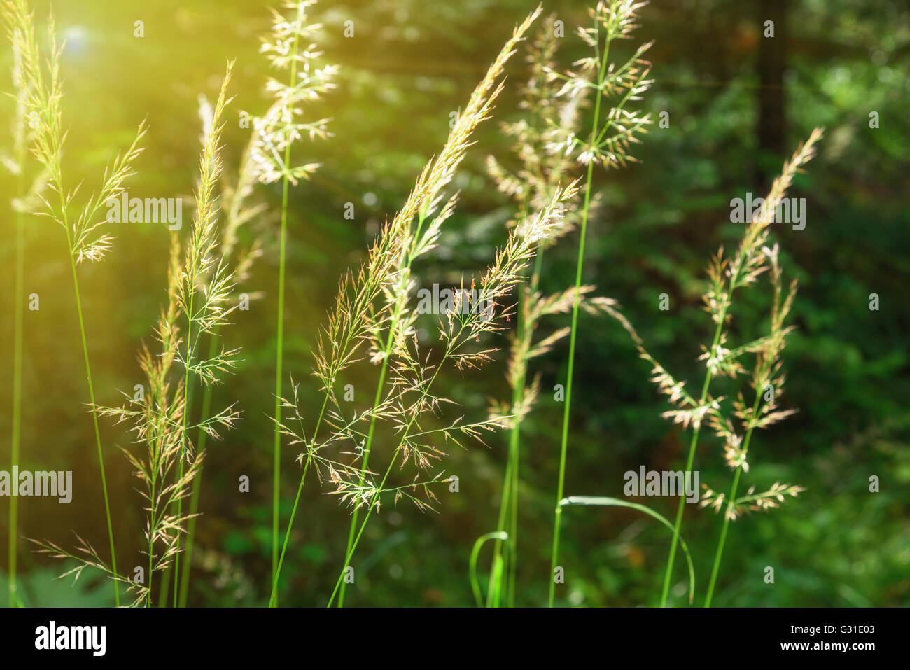 Inflorescence of meadow grass on sun in the forest. Soft selective ...