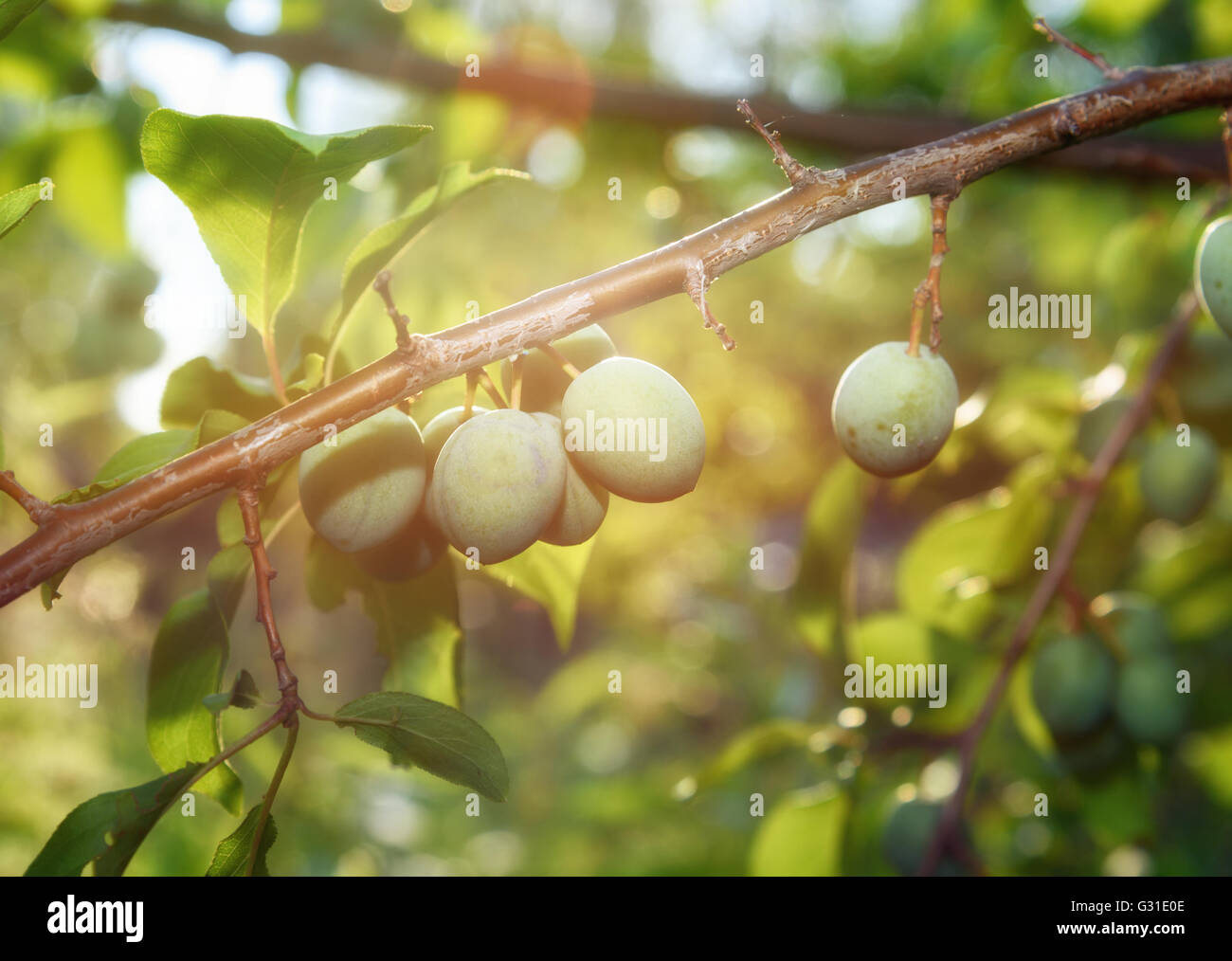 Small yellow plums in sunlight. Unripe Stock Photo - Alamy