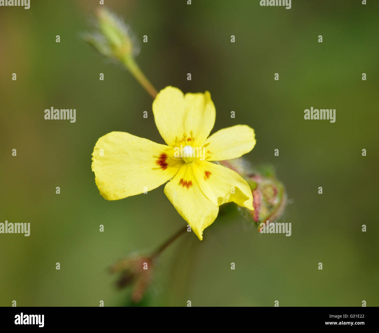 Spotted Rock-rose - Tuberaria guttata Small Mediterranean Flower Stock ...