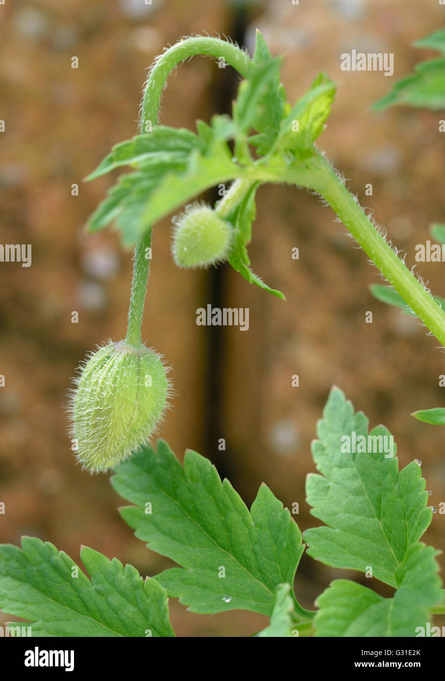 Poppy leaves hi-res stock photography and images - Alamy
